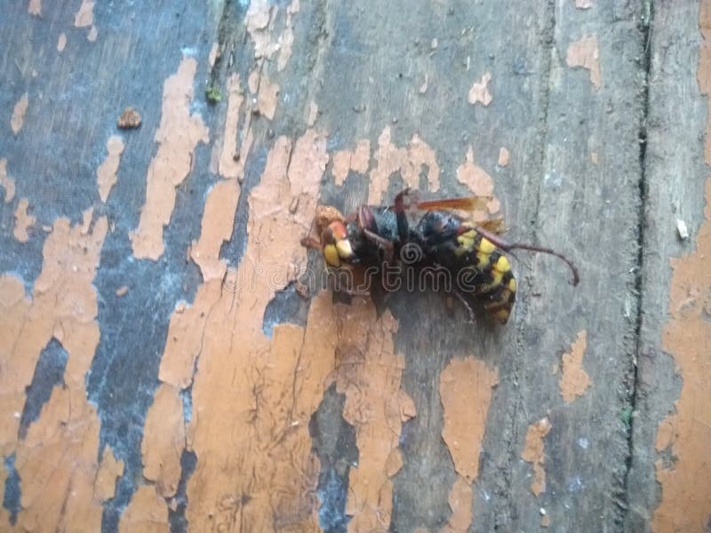 Dead Hornet Huge. Hornet-terrorist Stock Image - Image of huge, dead ...