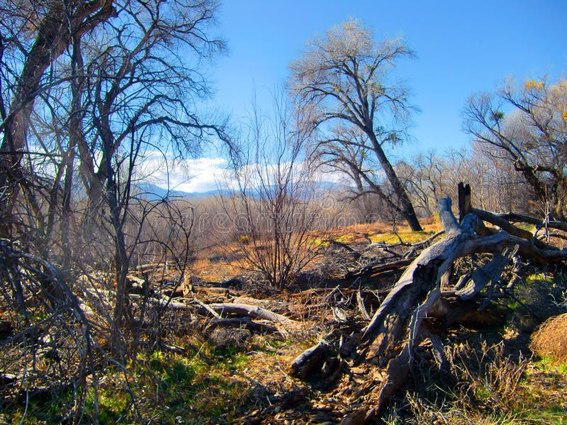 Dead Horse Ranch stock image. Image of cottonwood, willow - 12815193