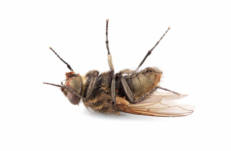 Dead house fly stock photo. Image of detail, isolation - 22193836