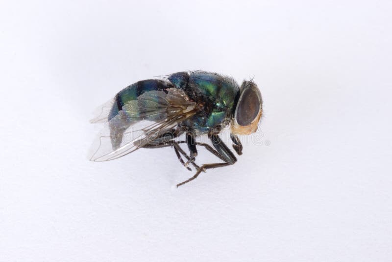 Dead House Fly from the Front View Stock Image - Image of close, focus ...