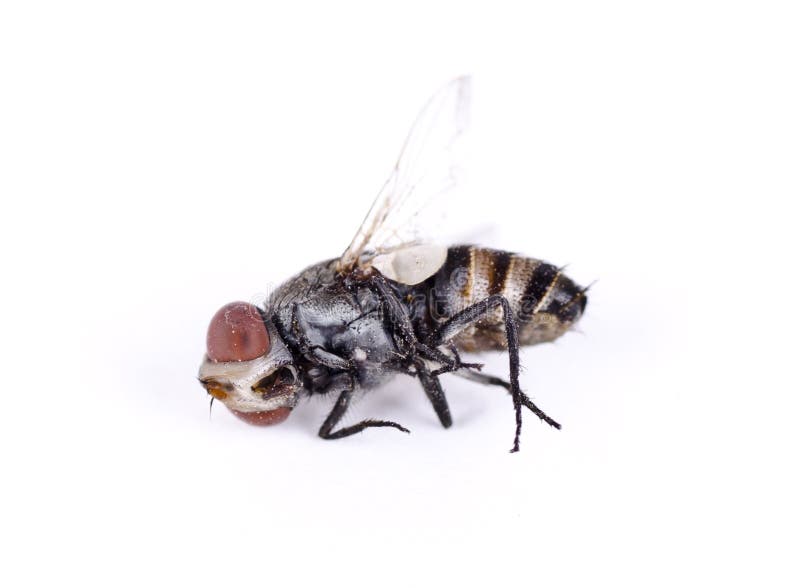 Dead House fly stock photo. Image of macro, illness, fruit - 408336