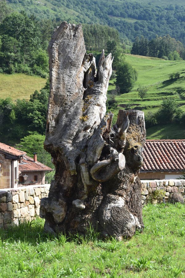 Dead Huge Tree Surrounded by Buildings and Mountains Covered in Greens ...