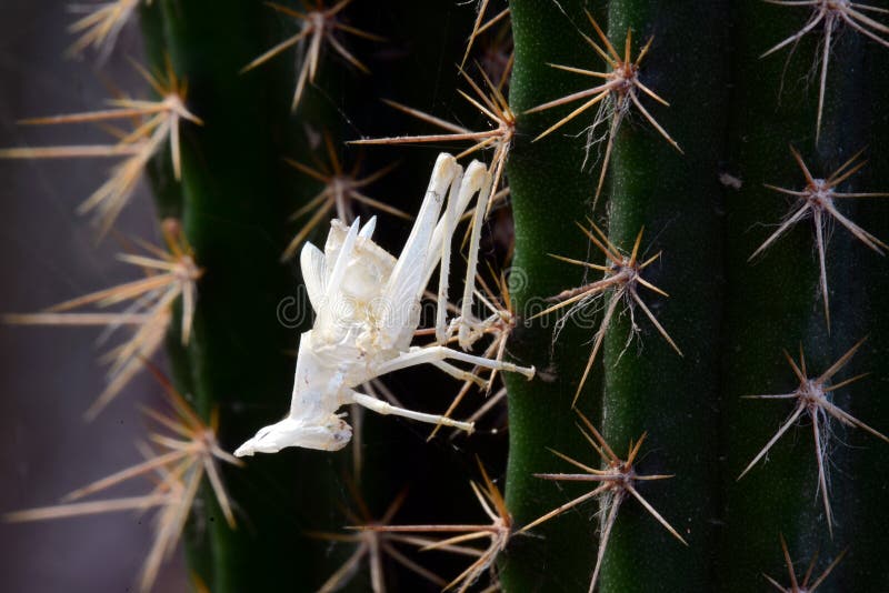 Dead Insect stock photo. Image of insect, closedup, botany - 38149422
