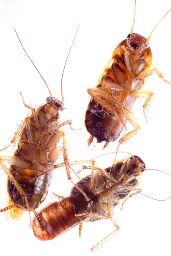 Dead insect cockroach bug stock image. Image of disease - 17706285