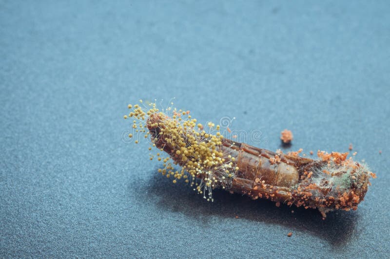 A Dead Insect Covered in Mold Stock Photo - Image of outdoors, macro ...