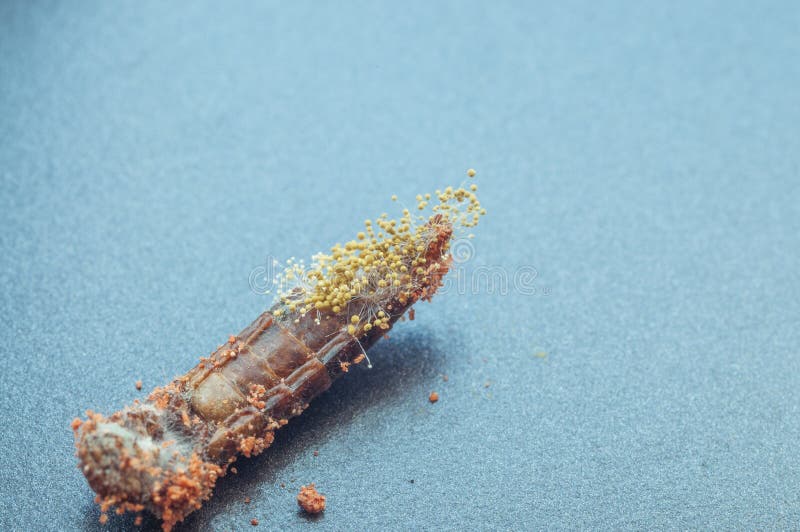 A Dead Insect Covered in Mold Stock Photo - Image of water, mold: 252159206