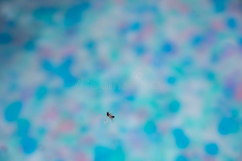 Winged Insect Floating on the Surface of a Swimming Pool Stock Photo ...