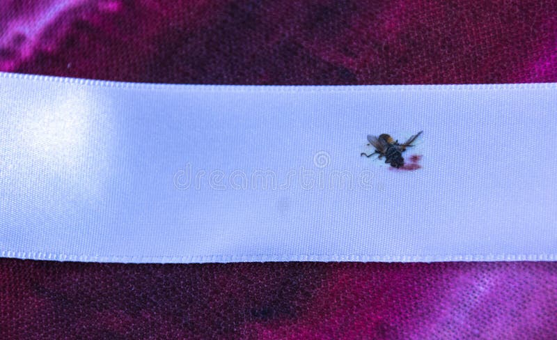 A dead insect isolated stock image. Image of fail, setting - 198391751