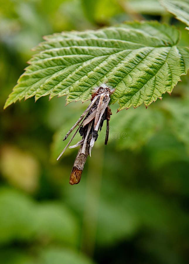 Dead insect larva stock photo. Image of hole, wild, textured - 304695516