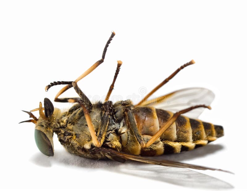 Dead Insects 1 Stock Images - Image: 14937734