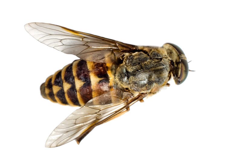 Dead insects 5 stock photo. Image of portrait, insect - 14952896