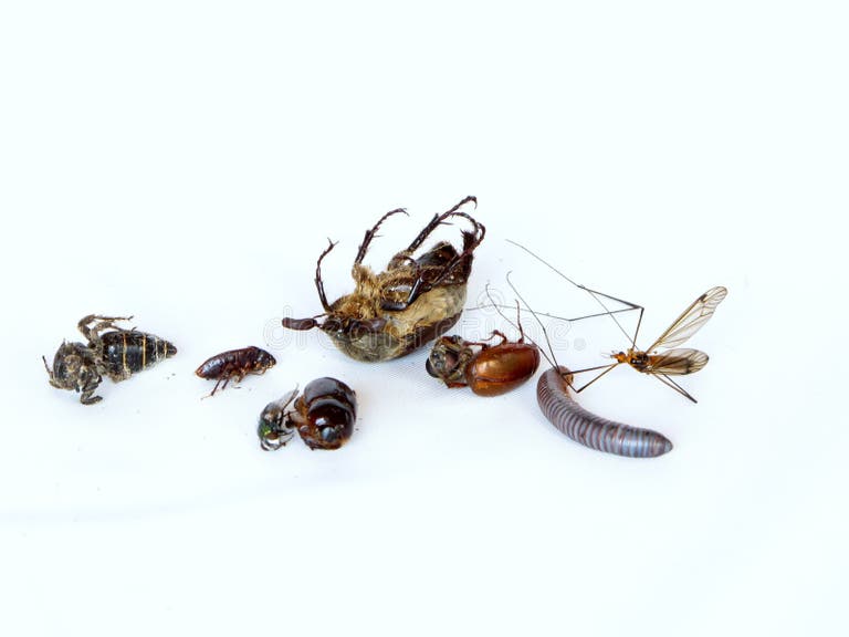 Dead insects stock photo. Image of dead, isolated, flying - 8651244
