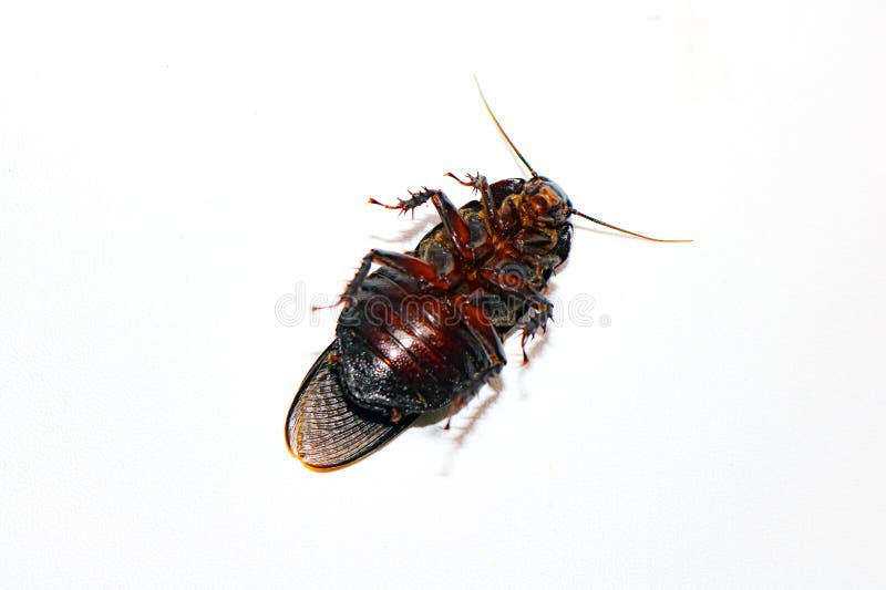 Dead insects stock photo. Image of cockroach, insects - 291290442