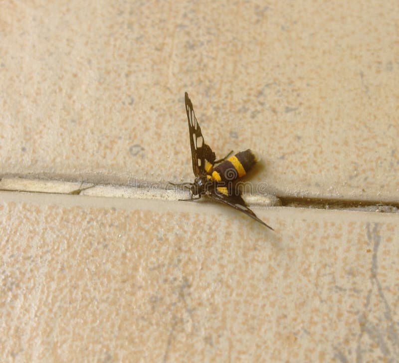 Dead insects on the floor stock image. Image of death - 154850923