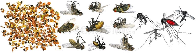 Mosquitoes stock vector. Illustration of flying, parasite - 42431348