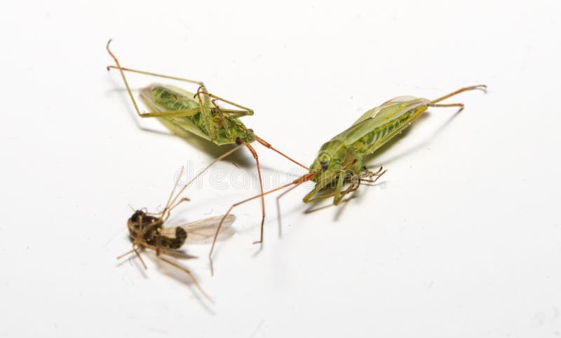 Dead insects stock image. Image of small, natural, body - 193412245