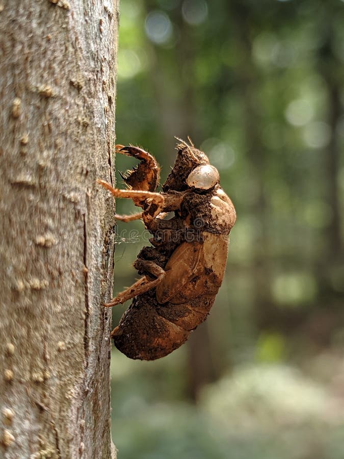 Dead Insects that Stick To the Tree Stock Photo - Image of flower ...