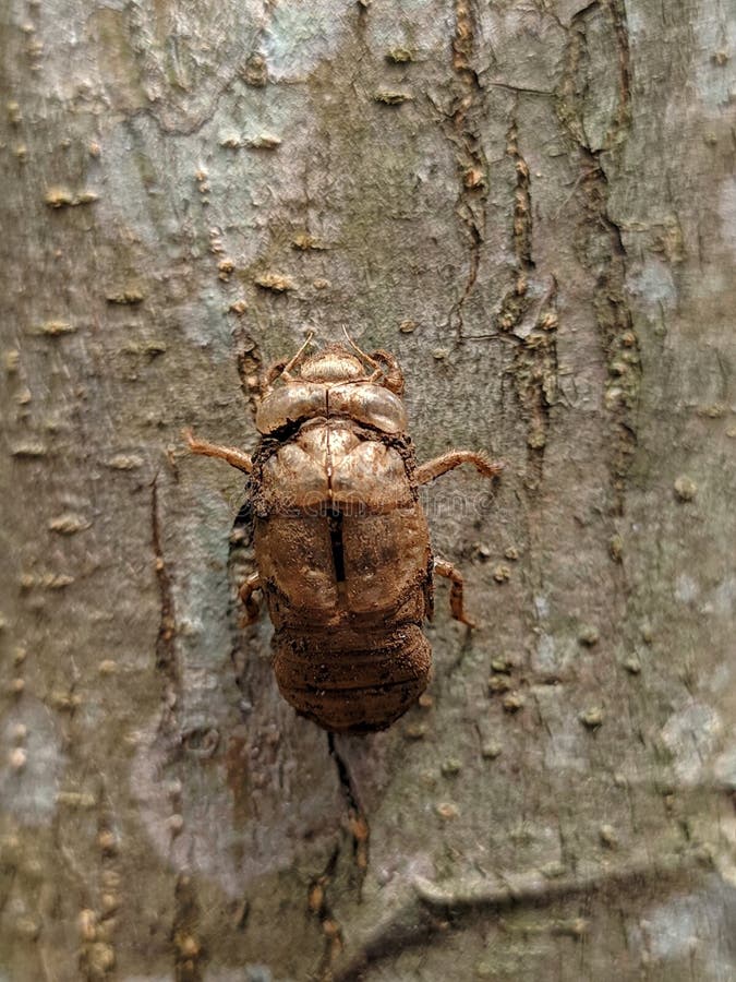 Dead insects stock photo. Image of dead, isolated, flying - 8651244