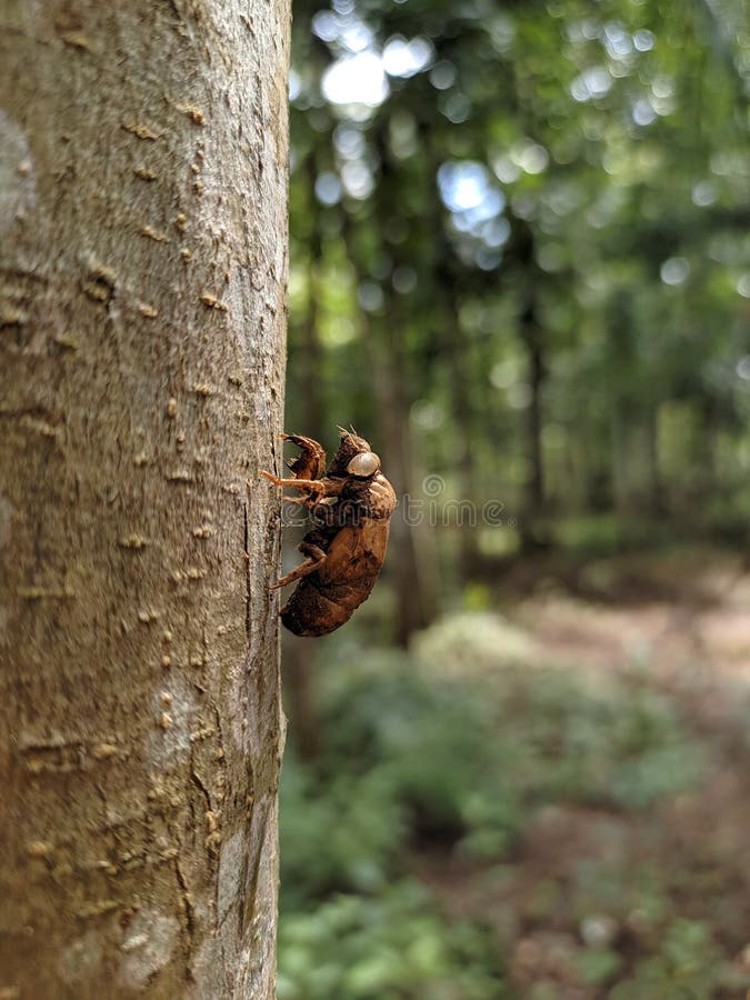 Dead Insects that Stick To the Tree Stock Photo - Image of green ...