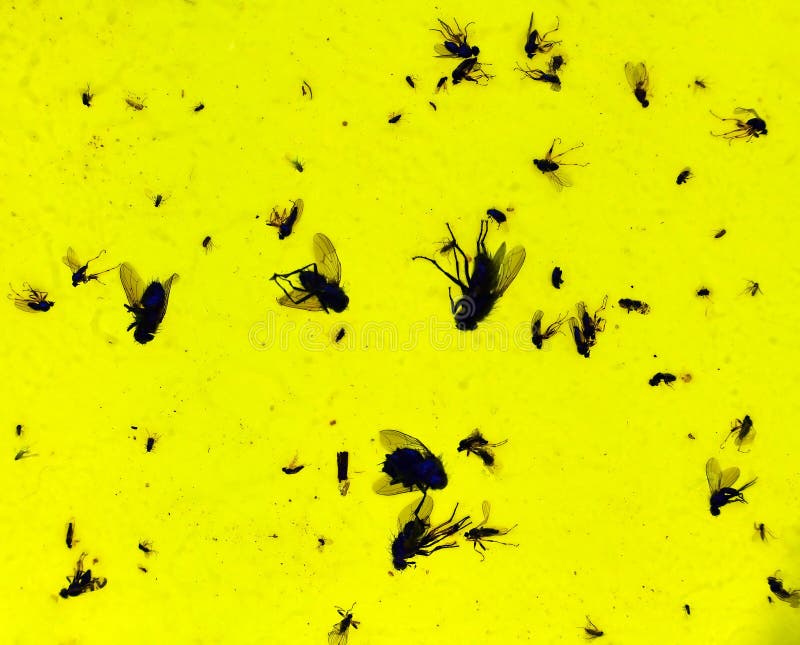 Dead insects in the trap stock photo. Image of closeup - 223380914