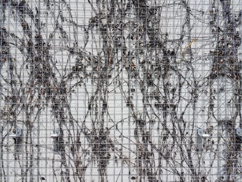 Dead Ivy on Metal Lattice on Wall Stock Image - Image of lattice ...
