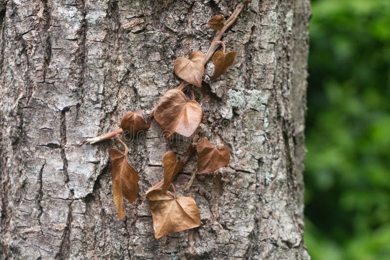Dead ivy on a trunk stock image. Image of leaf, nature - 233859203