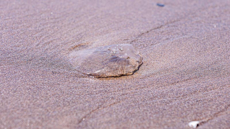 Dead Jelly Fish on a Beach at a Low Tide Stock Image - Image of ocean ...