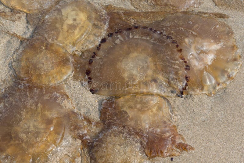 Dead Jelly Fish on Kunkeshwar Beach Stock Image - Image of backwaters ...