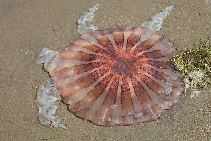 Dead Jellyfish on the Beach, Paracas, Peru Stock Photo - Image of jelly ...