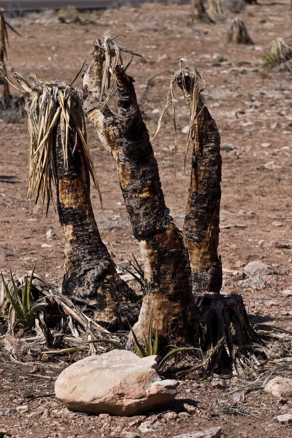 Sky Fire at Joshua Tree National Park Stock Image - Image of travel ...