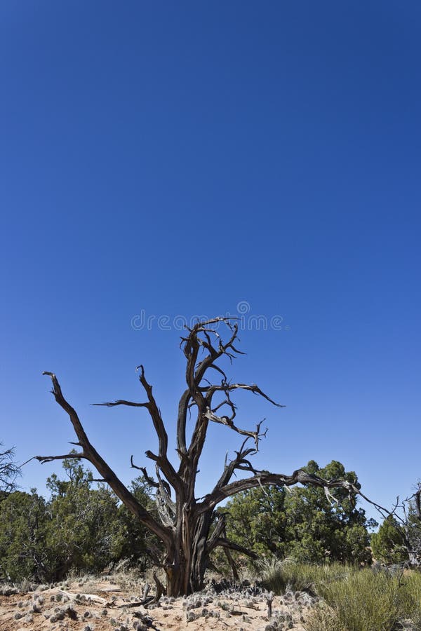 Dead Juniper stock photo. Image of scorched, geology - 52421824