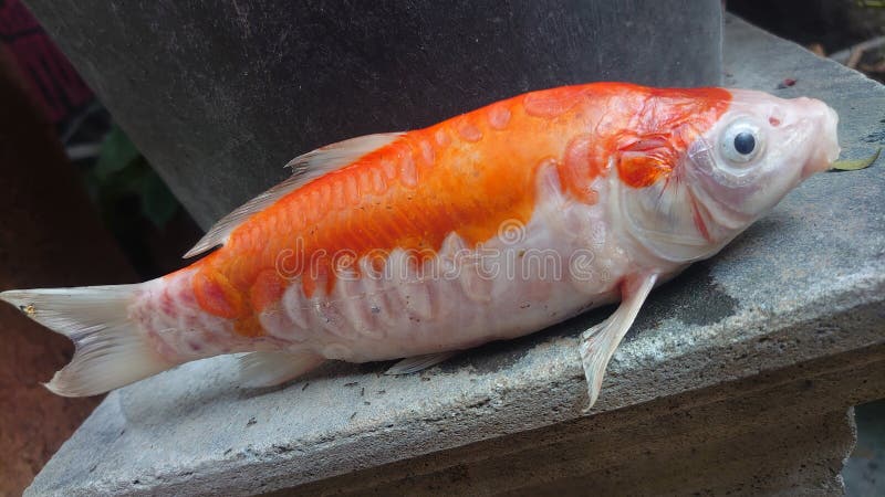 Dead koi fish in the pond stock photo. Image of dead - 291911282