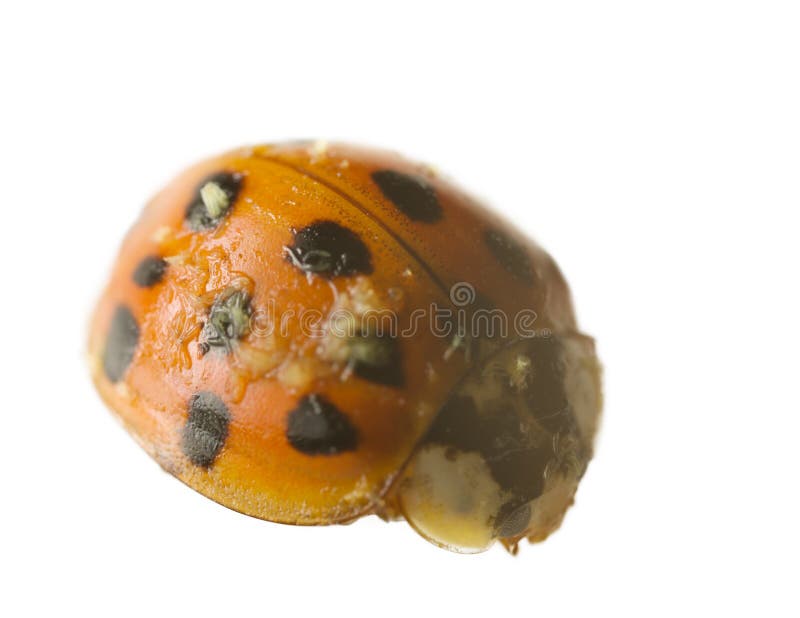 A dead ladybug is infected stock photo. Image of coccinellid - 258055786