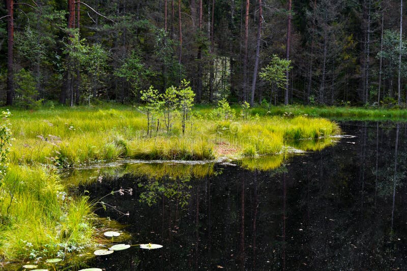 Dead Lake in a Swamp in the Forest Stock Image - Image of calm, river ...