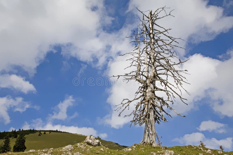 Tree mortality stock photo. Image of mountains, lark - 144493830