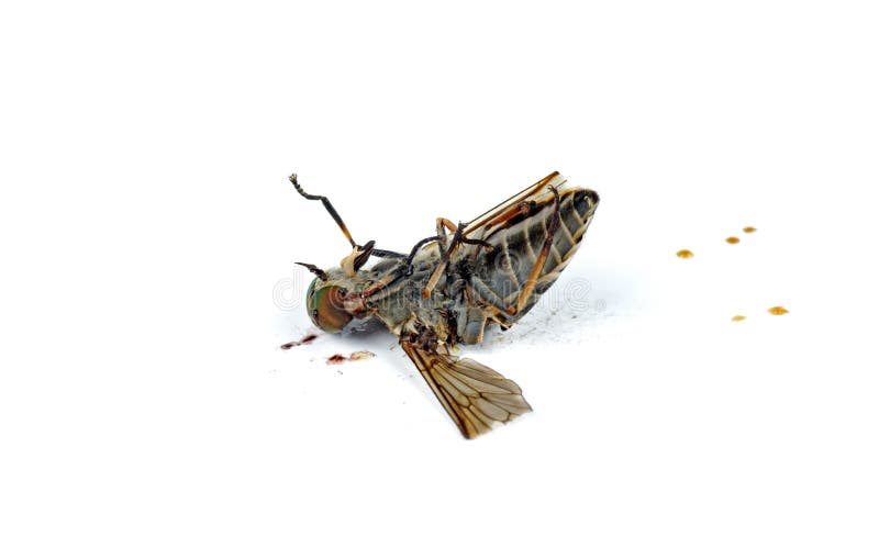Dead Large Brown Gadfly Isolated on White Stock Photo - Image of wild ...