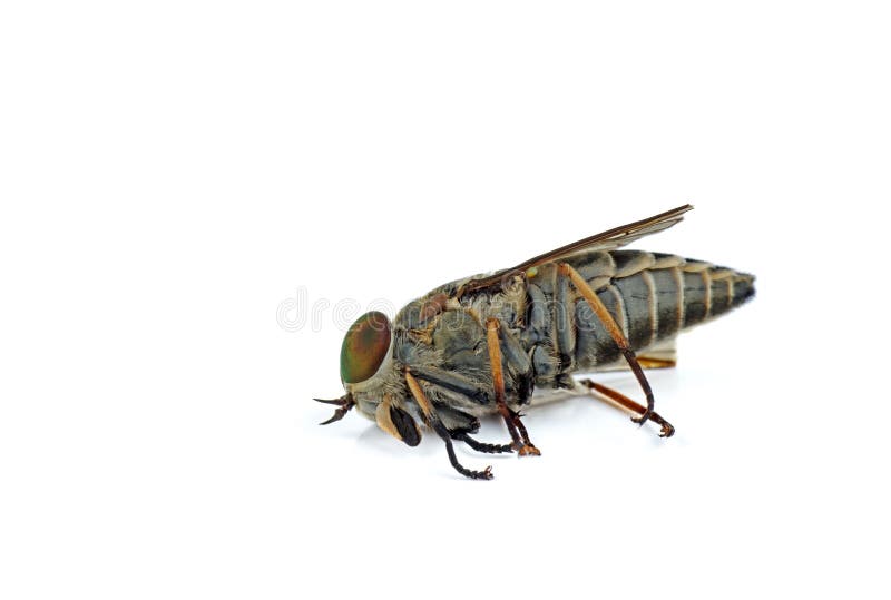 Dead Large Brown Gadfly Isolated on White Stock Photo - Image of wild ...