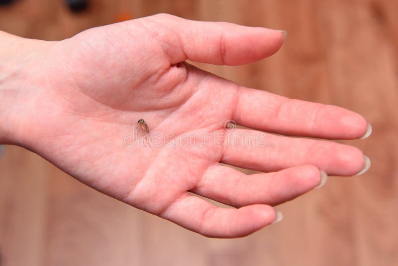 Mosquito on a hand stock image. Image of stings, insect - 8786699