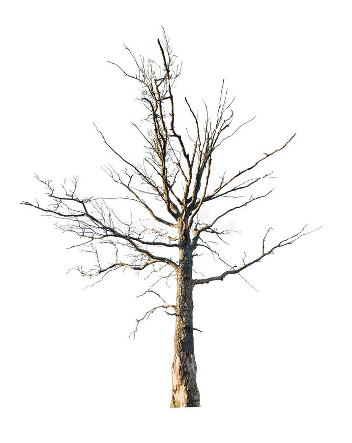 Dead Dry Oak Tree Isolated On White Stock Image - Image of nature ...