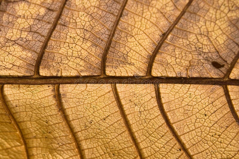 Dead leaf stock photo. Image of dead, nature, plant, botany - 23694378