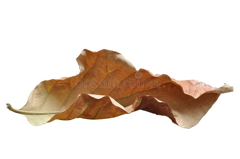 Dead leaf stock photo. Image of design, background, isolated - 25411194
