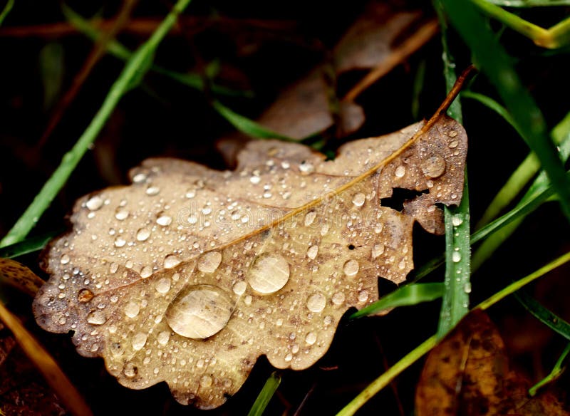 Dead leaf stock photo. Image of nature, humid, droplet - 28074934