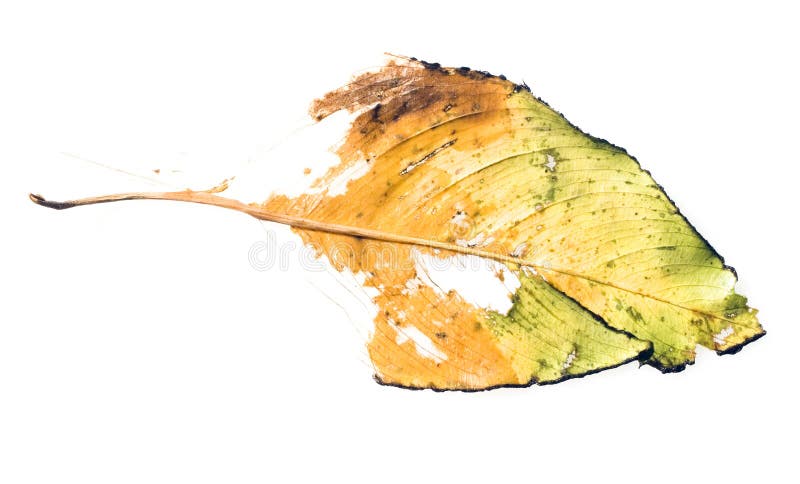 Dead Leaf Picture. Image: 6592318