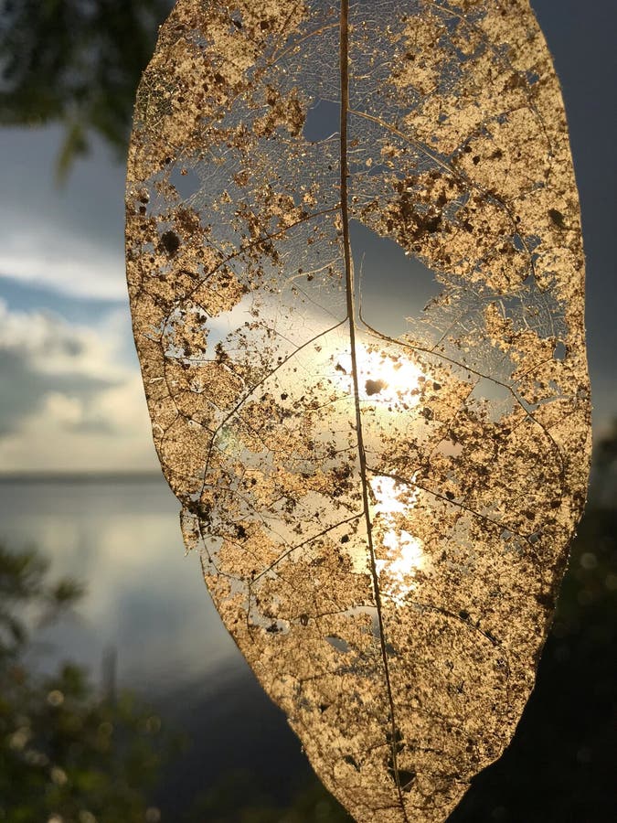 Dry leaf stock image. Image of forest, dryer, amazon - 199269183