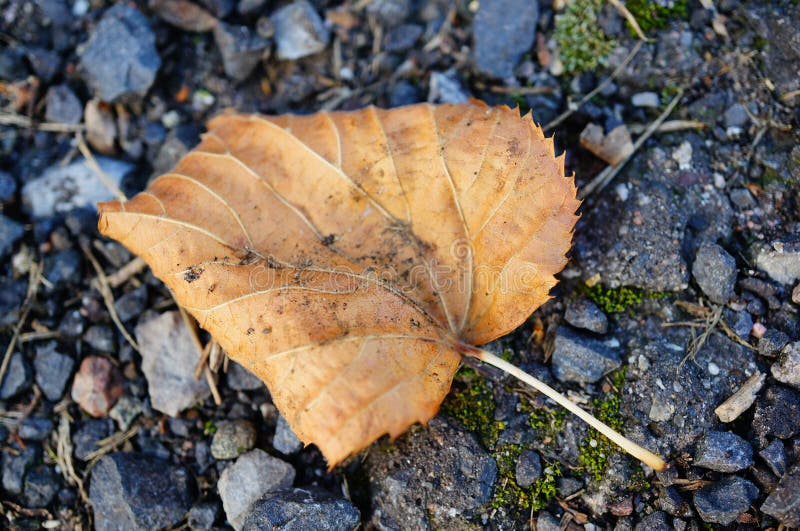 Dead leaf stock image. Image of autumn, leaf, dead, fall - 45467459
