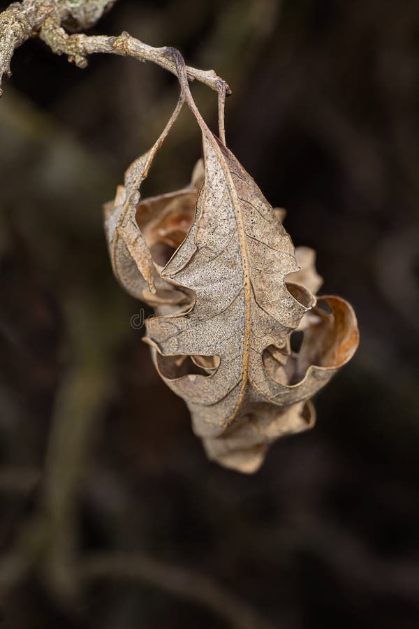 Dead leaf stock image. Image of pattern, brown, background - 159029903