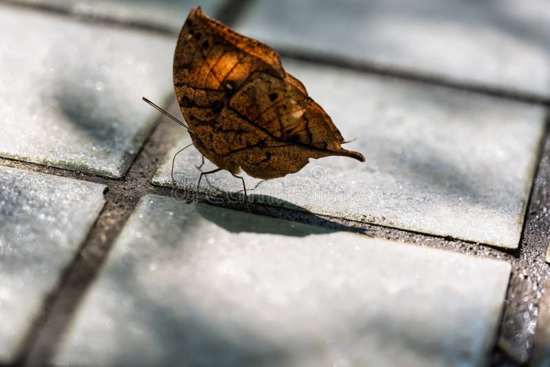 Monarch Table Tennis Logo Stock Photos - Free & Royalty-Free Stock ...