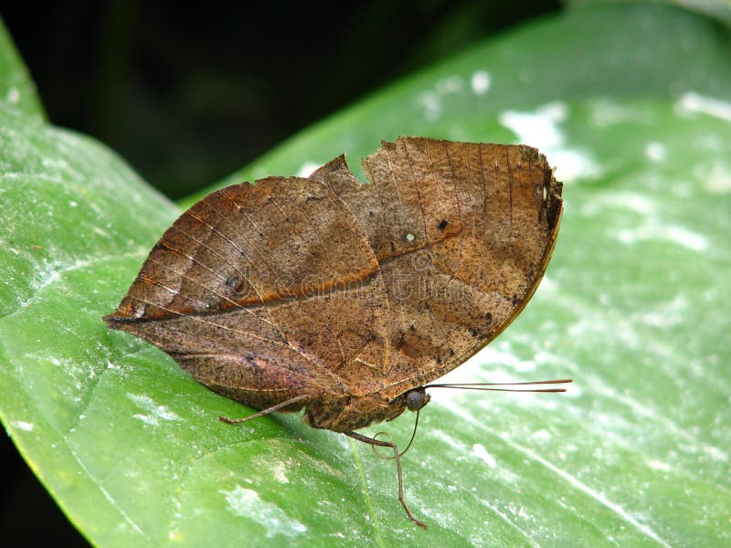 Dead Leaf Butterfly stock photo. Image of butterfly, dead - 750578
