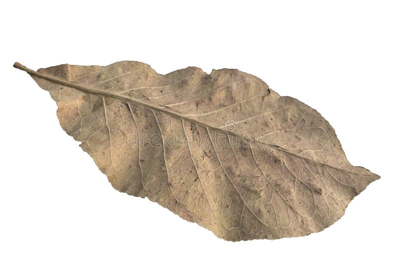 Dead leaf stock photo. Image of fall, element, forest - 95492396