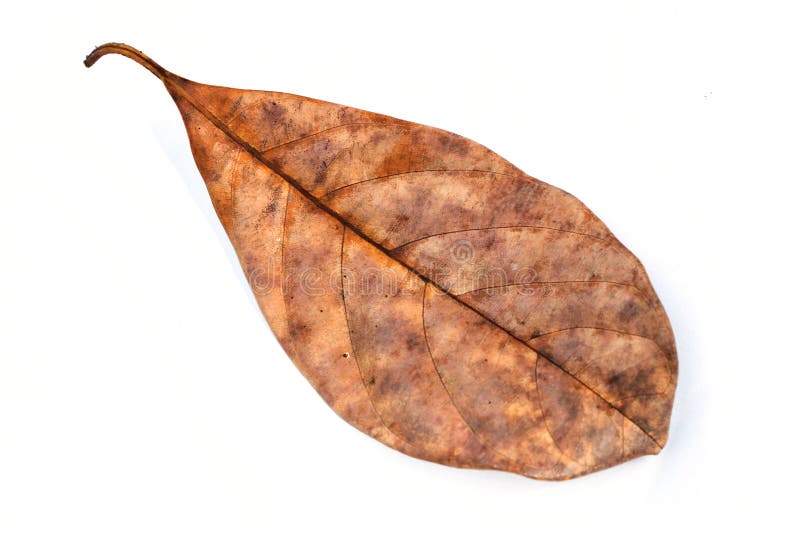 Dead leaf stock image. Image of brown, object, fall, natural - 87024837